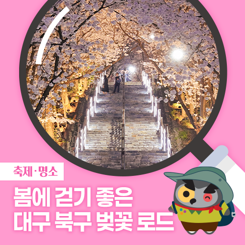 봄에 걷기 좋은 대구 북구 벚꽃 로드 | 대구광역시 북구 | 웰로
